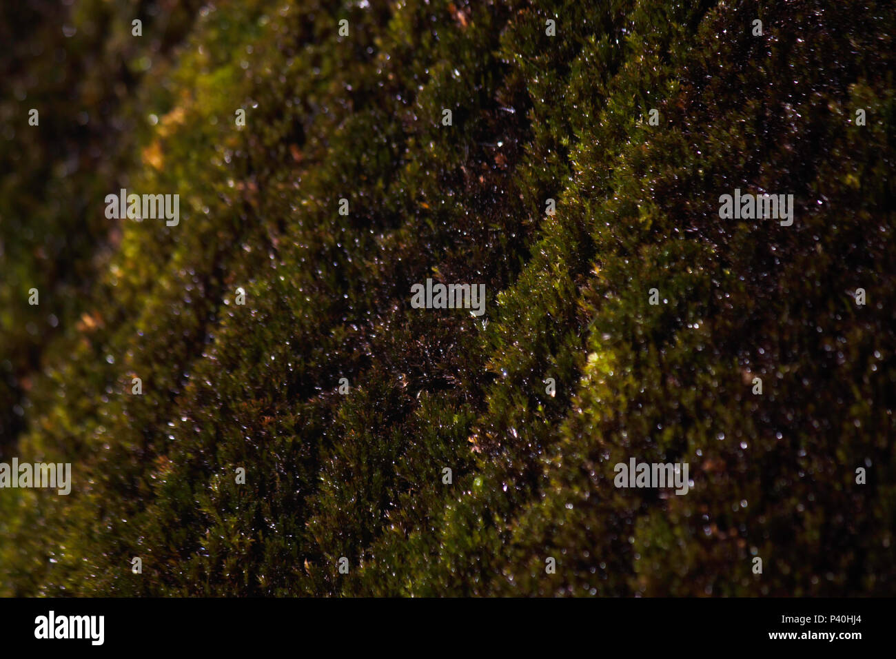 Wet grass texture photograph hi-res stock photography and images - Alamy