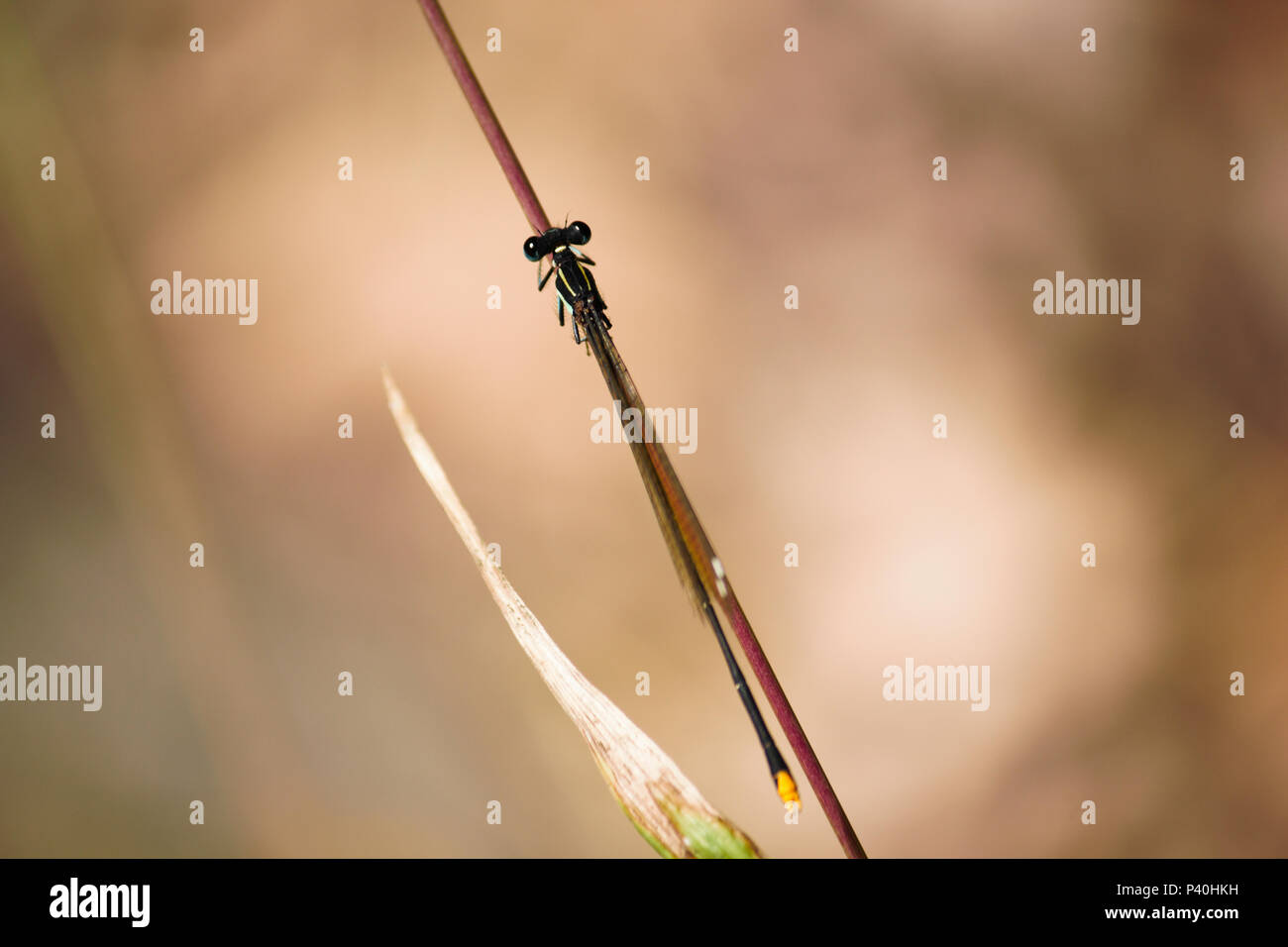 Gold tail hi-res stock photography and images - Alamy