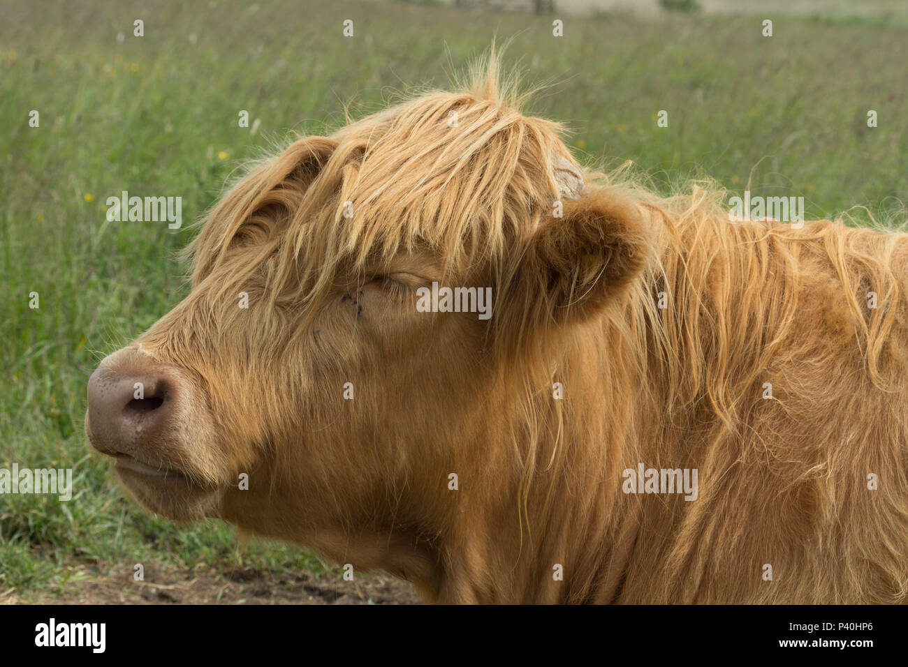 Highland cattle being used in conservation Stock Photo - Alamy