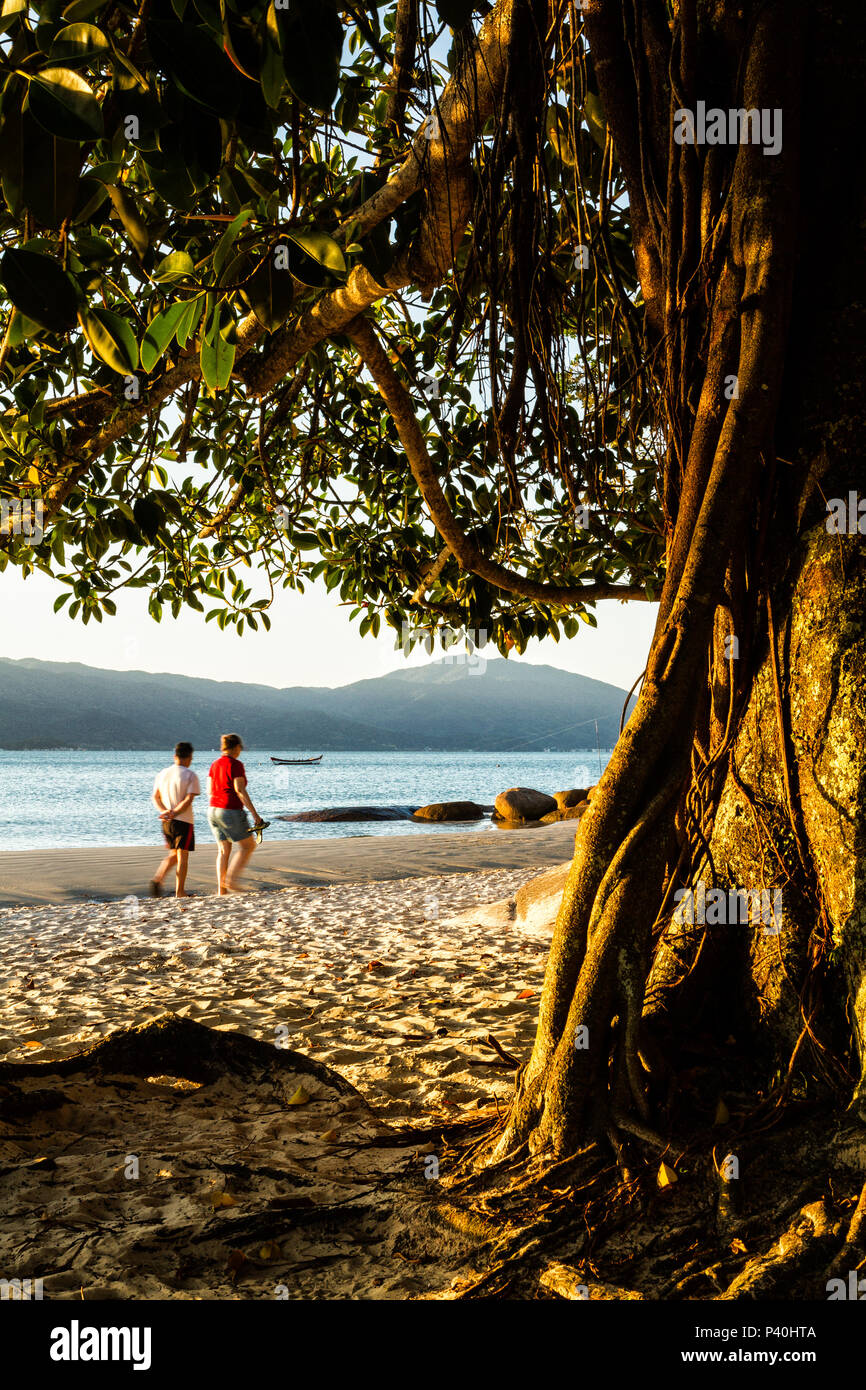Praia da Daniela ao entardecer. Florianópolis, Santa Catarina, Brasil ...