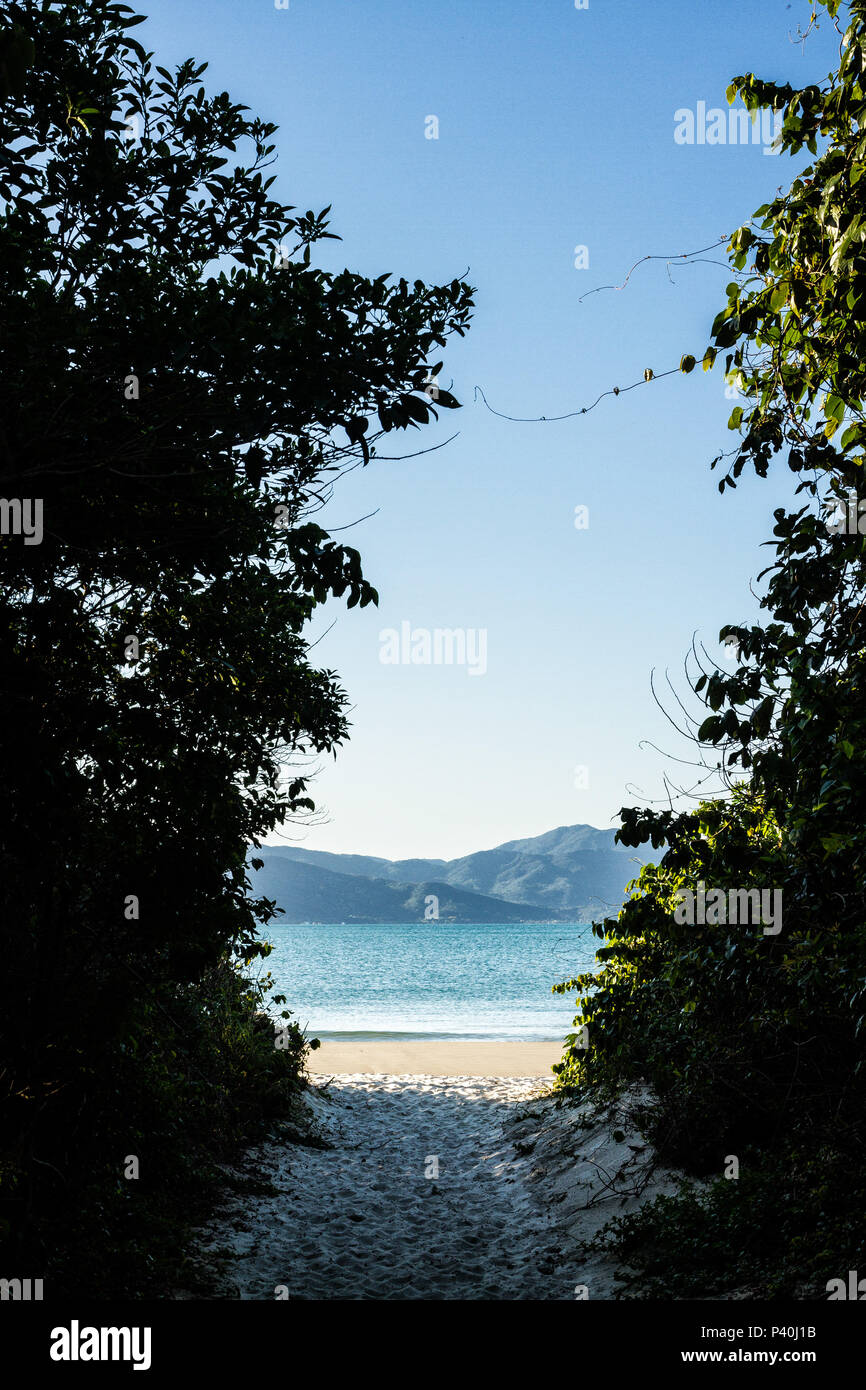 Caminho para a Praia da Daniela. Florianópolis, Santa Catarina, Brasil ...