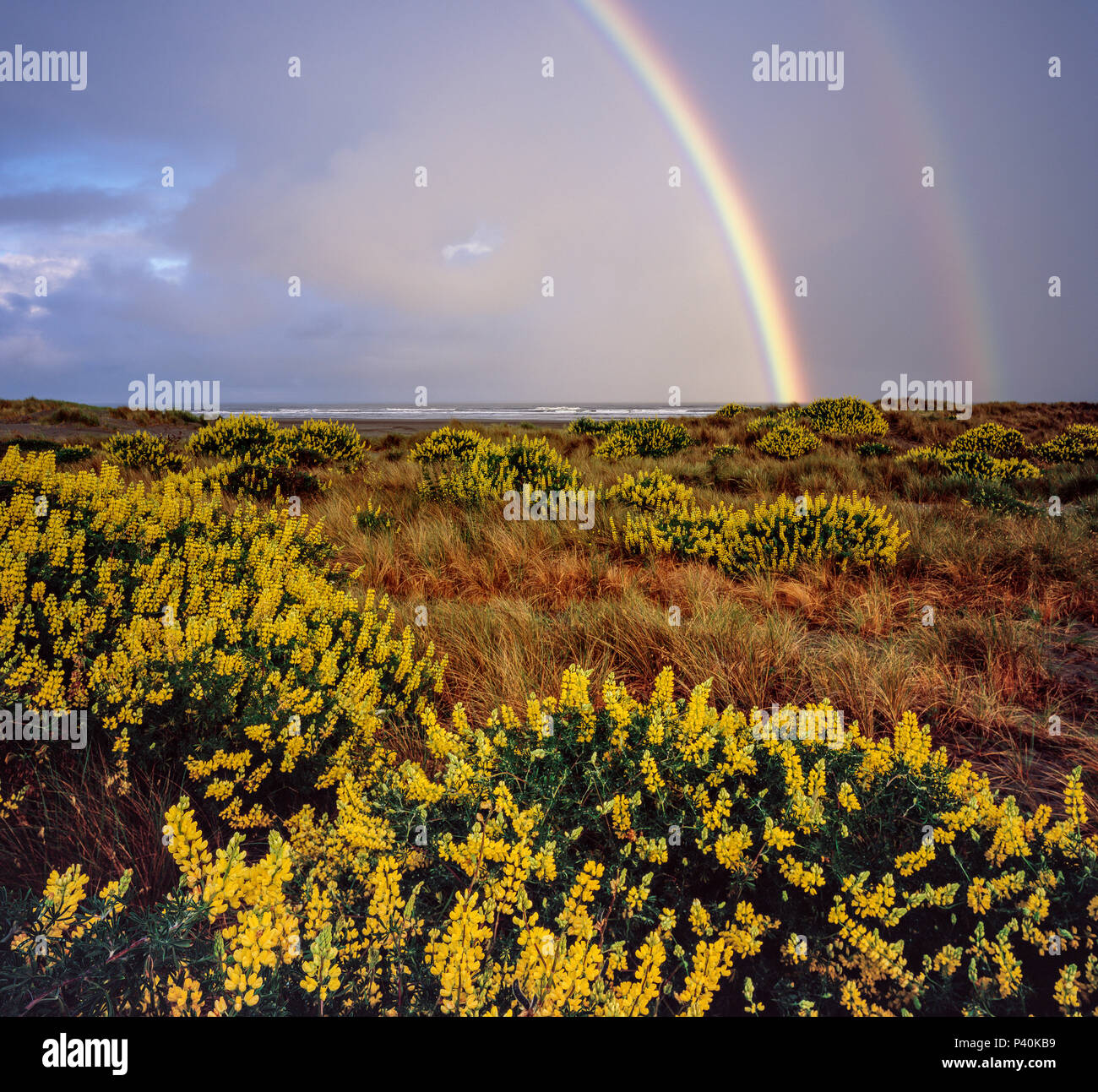 Double Rainbow, Yellow Bush Lupine, Lupinus arboreus, Clam Beach ...