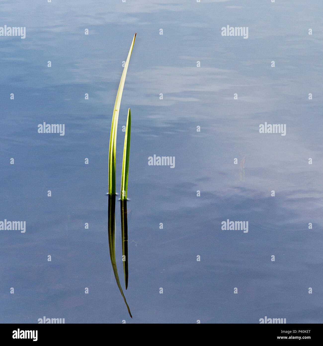 Rising canes hi-res stock photography and images - Alamy
