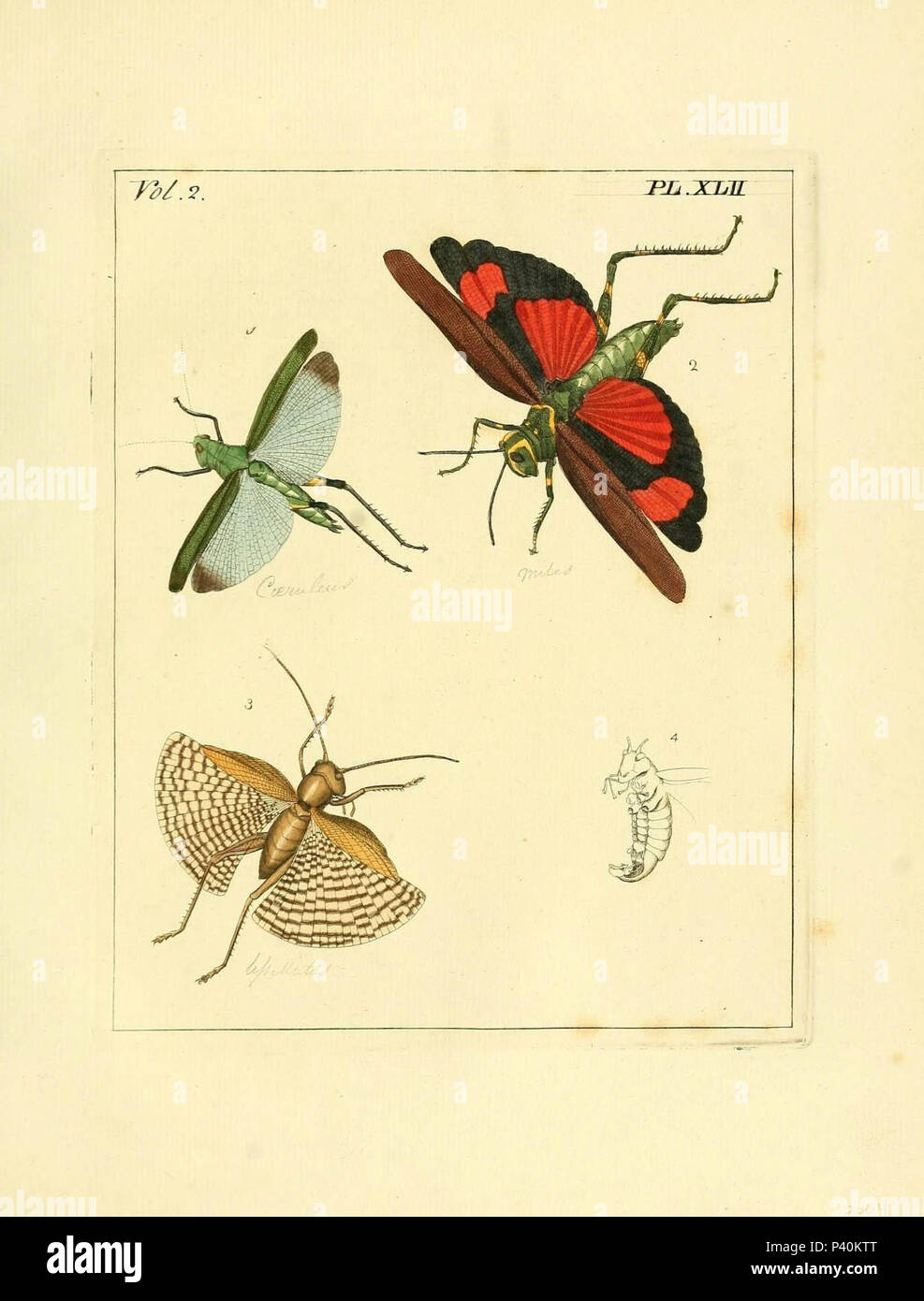 Natural history illustrations hi-res stock photography and images - Alamy