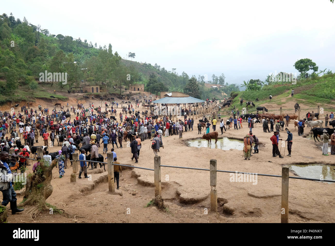 Rwanda, surrounding of Cyangugu, cows market Stock Photo - Alamy