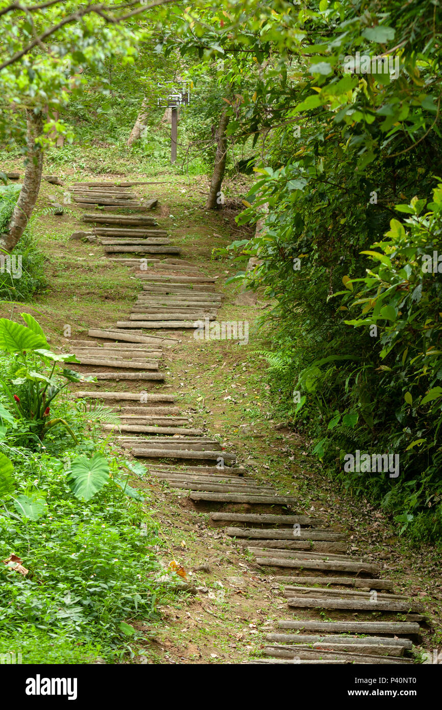 Wooden logs footpath, empty walking and hiking trail wanders up through ...