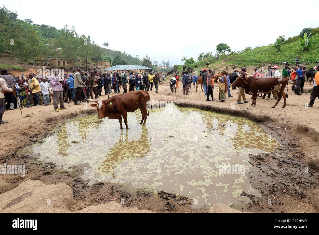Rwanda, surrounding of Cyangugu, cows market Stock Photo - Alamy