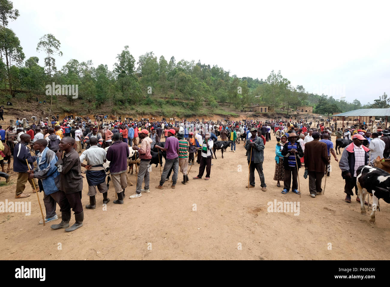 Tutsi rwanda cow hi-res stock photography and images - Alamy