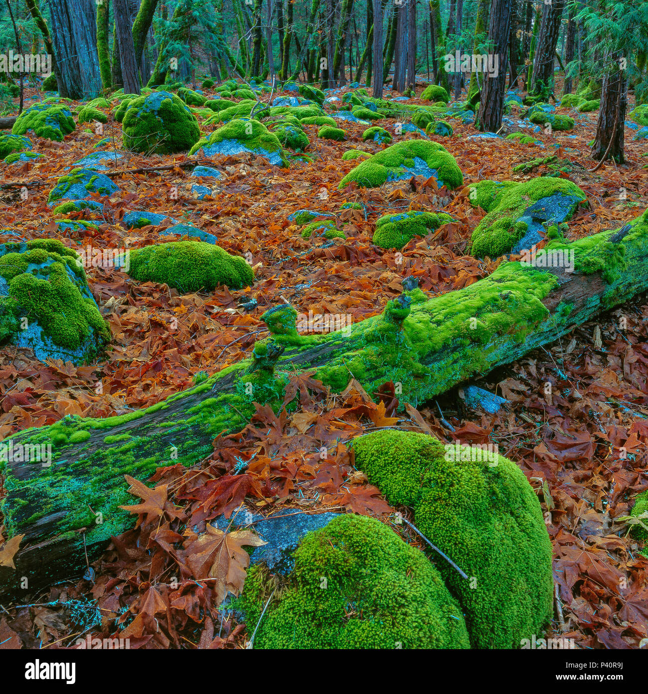 The Sinks, Trinity Alps Wilderness, Shasta-Trinity National Forest ...