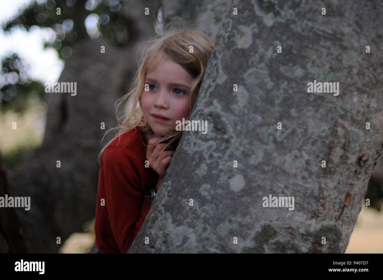 Original Film Title: THE TREE. English Title: THE TREE. Film Director ...