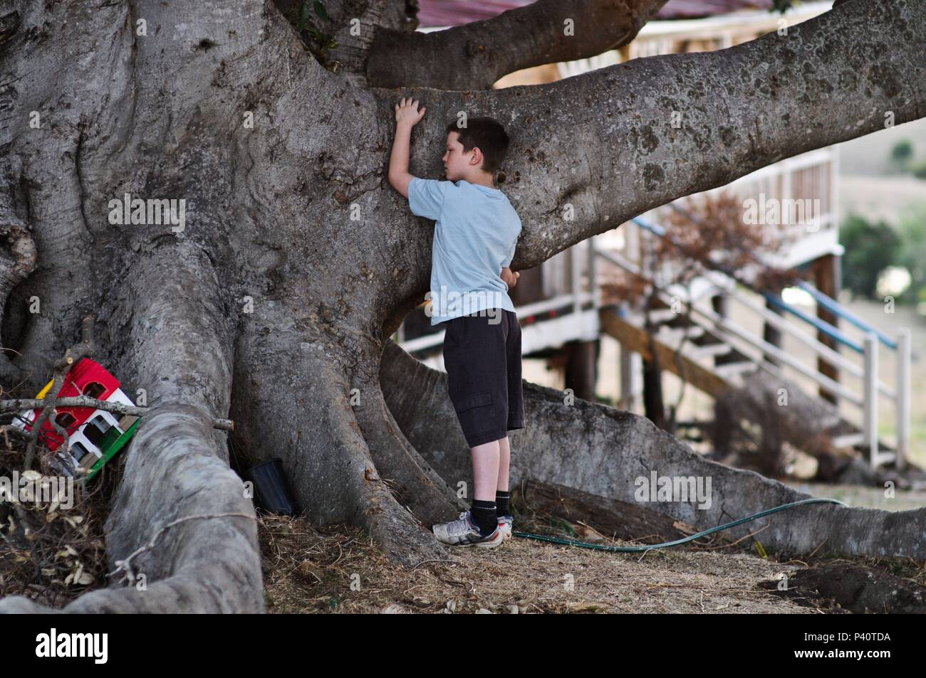Original Film Title: THE TREE. English Title: THE TREE. Film Director ...