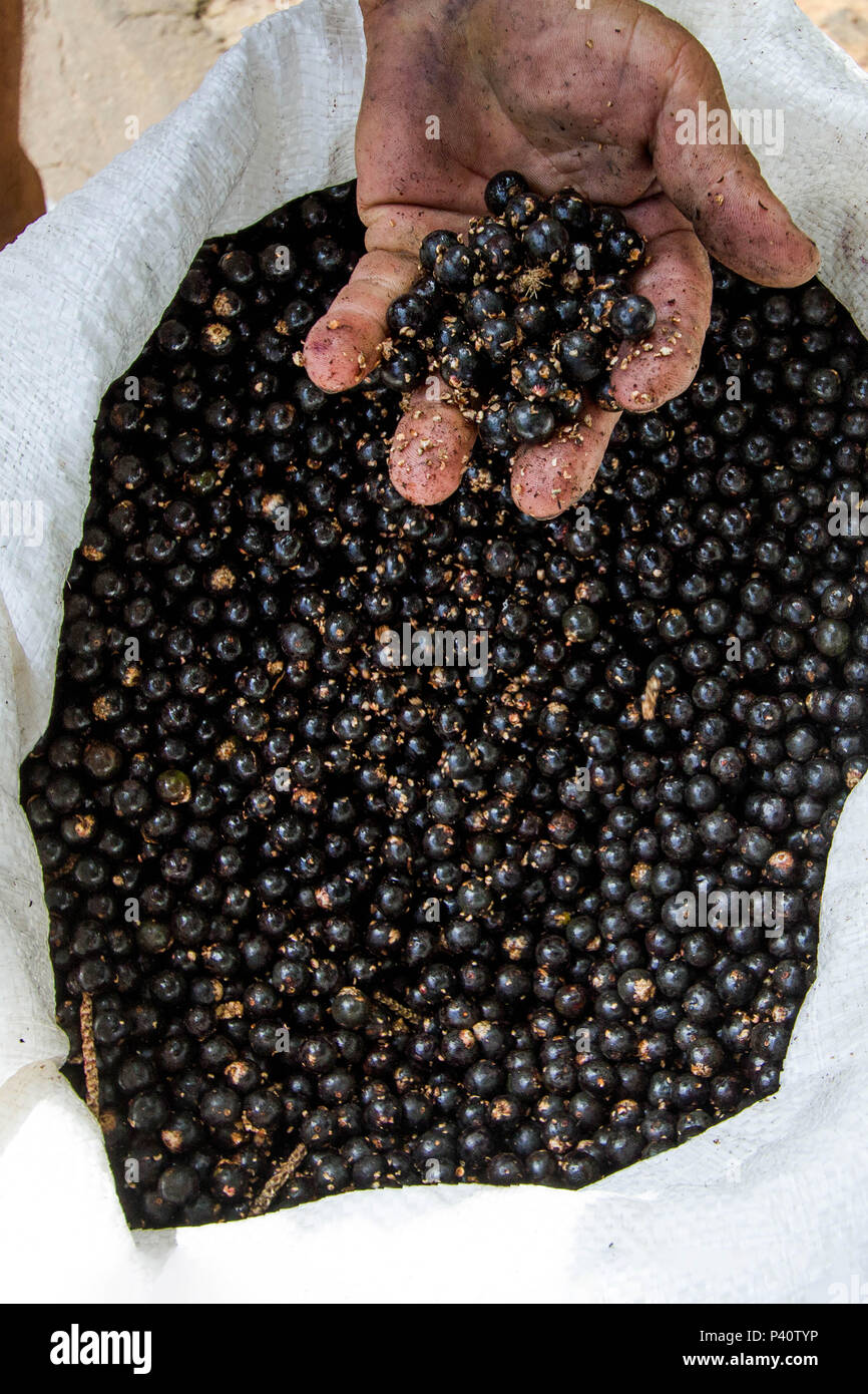 Iranduba - AM Açaí Açaizeiro uaçaí açaí-branco açaizeiro coqueiro-açaí ...