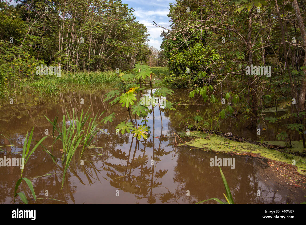 Vegetação da amazônia hi-res stock photography and images - Alamy