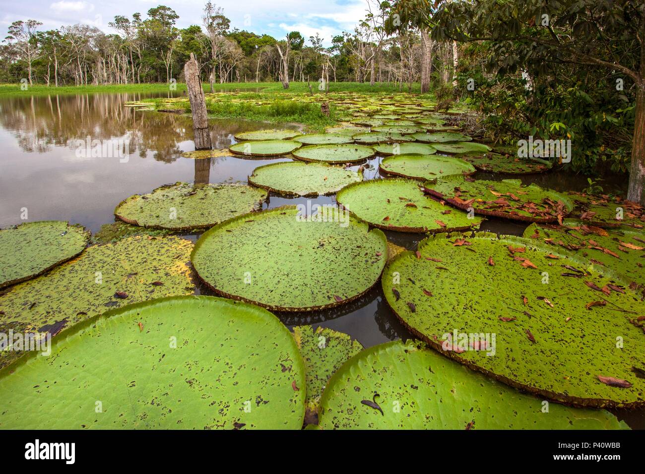 Plantas Da Selva Amazonica Cuáles Son Las Plantas Más Comunes En La