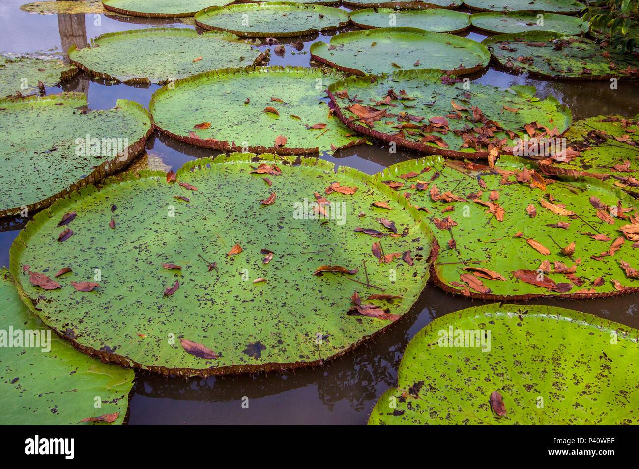 Vitória-régia Victoria amazônica planta aquática amazônica Flora ...