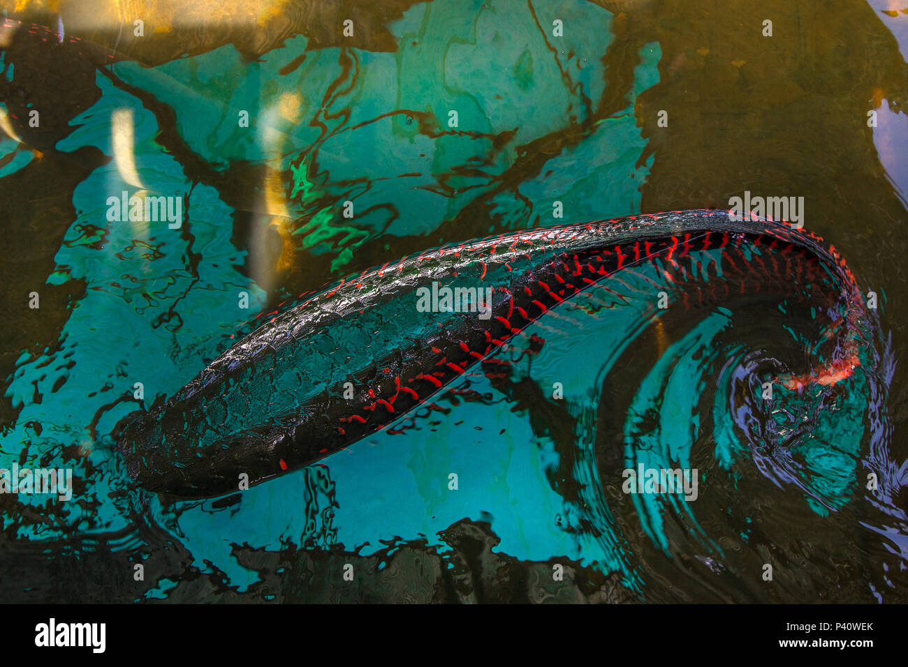 Bacia do rio amazonas hi-res stock photography and images - Alamy