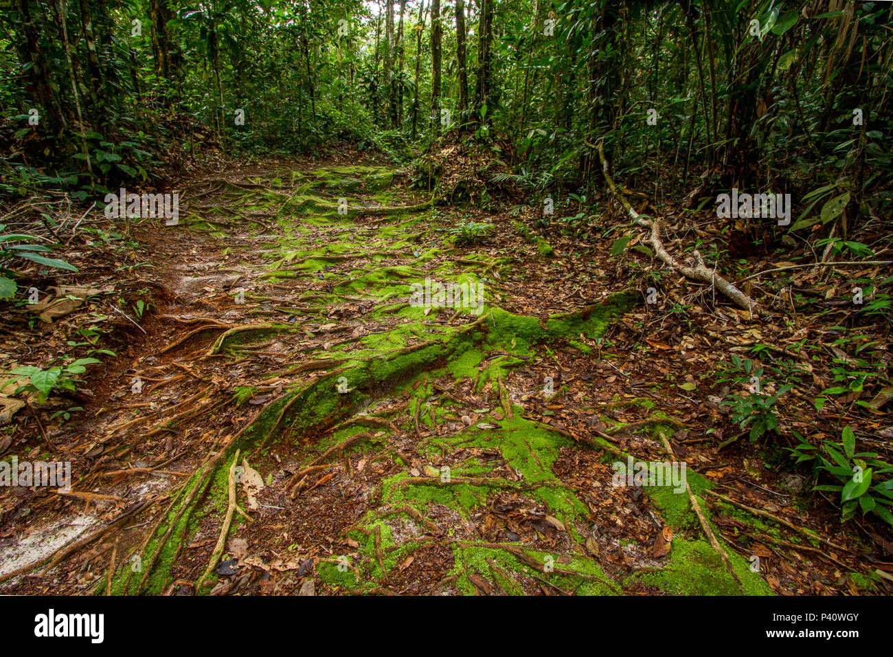 Presidente Figueiredo - AM Vegetação na Amazônia Floresta Amazônica ...