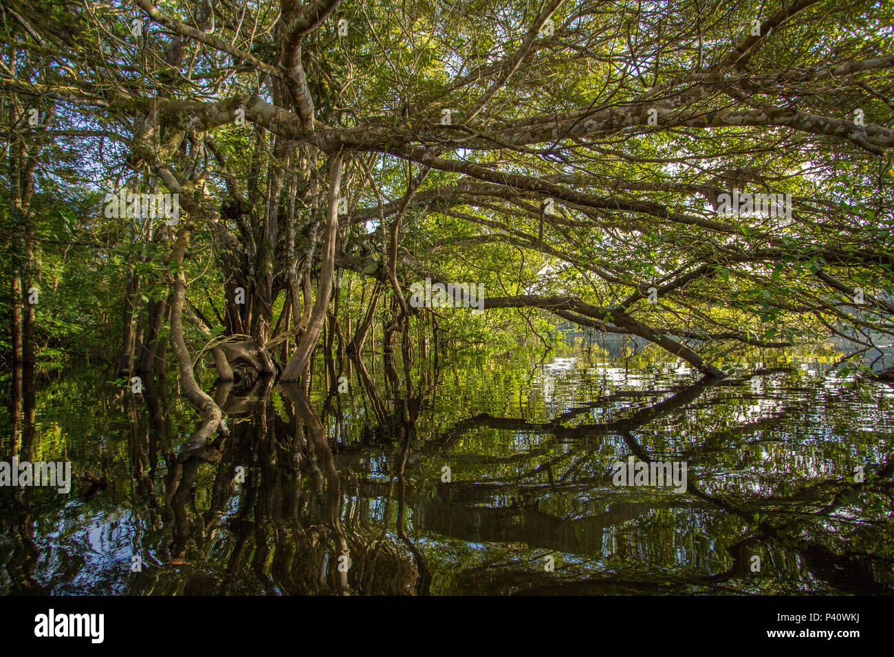 Reserva de desenvolvimento sustentavel hi-res stock photography and ...