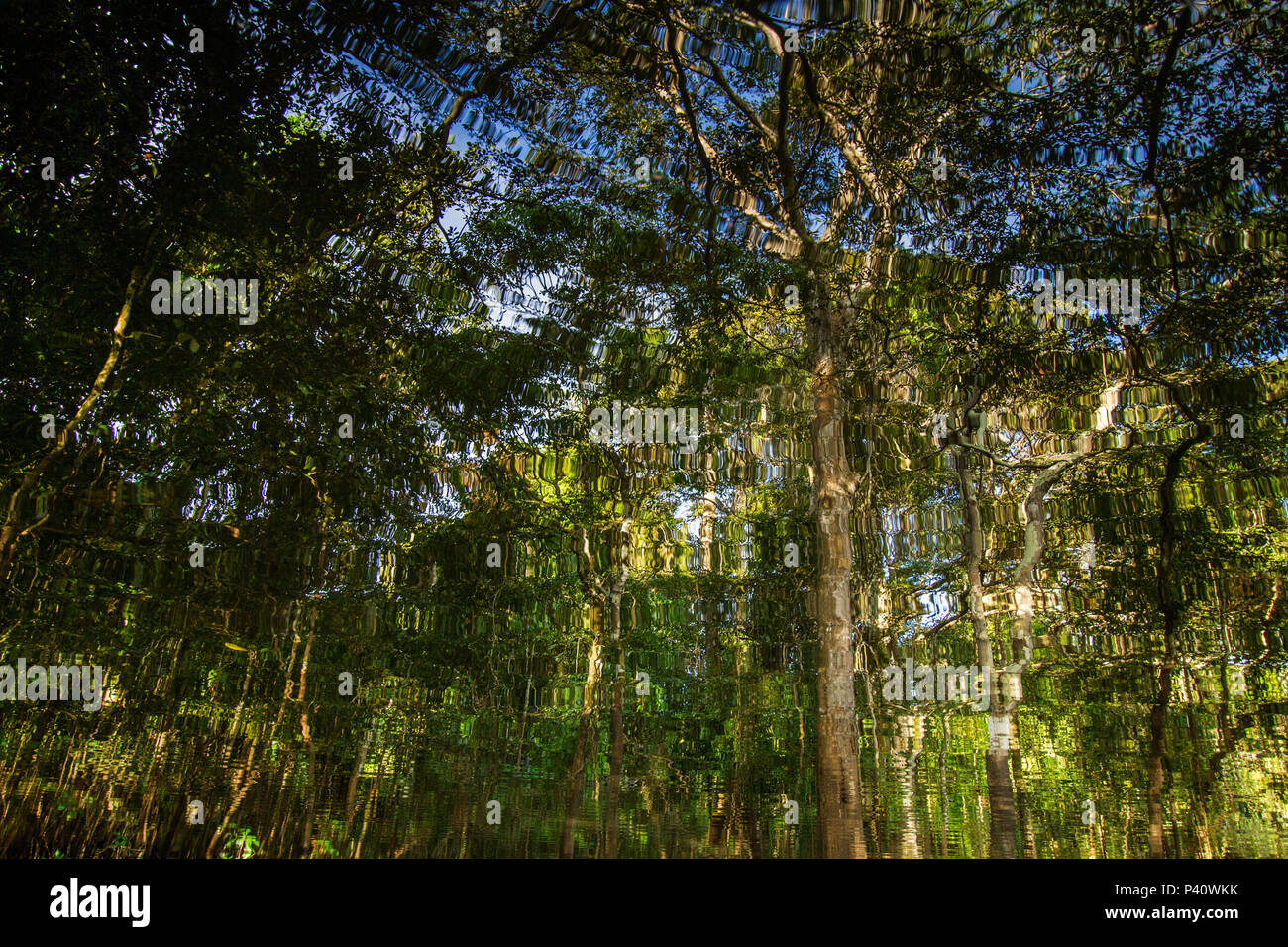 Uarini AM Floresta Floresta Amazônica Floresta Alagada Canal do Rio ...
