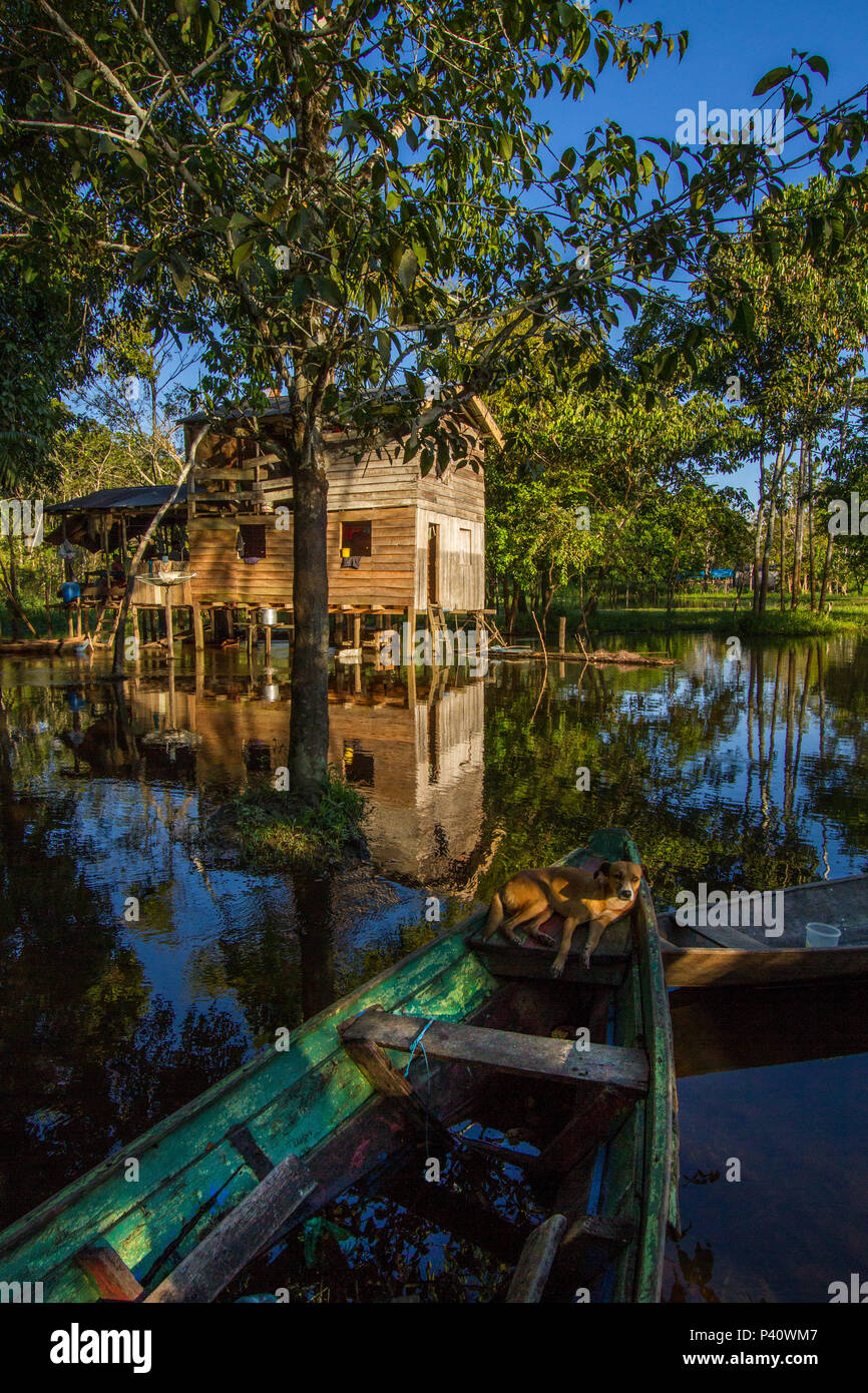 Amazonia uarini hi-res stock photography and images - Alamy