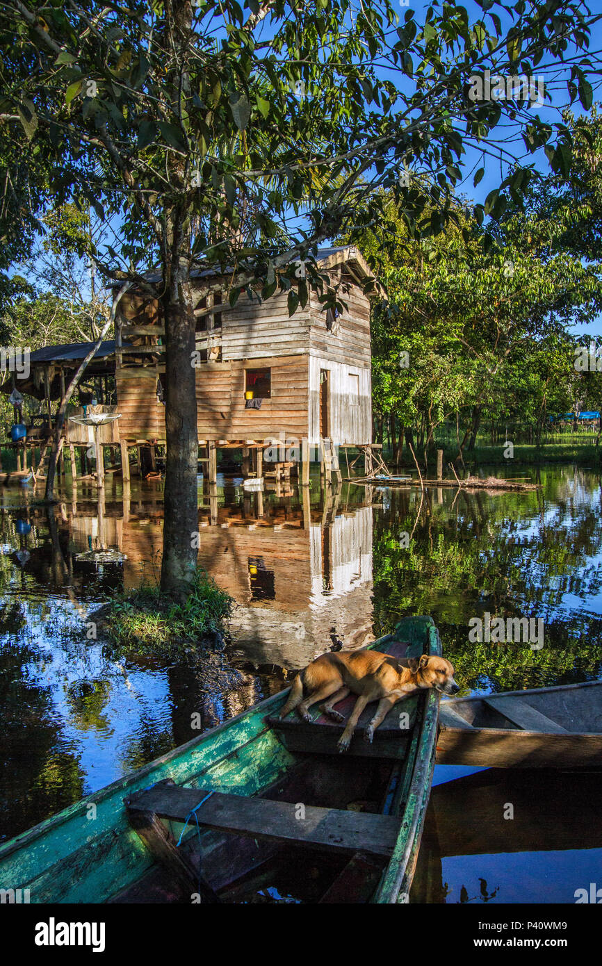 Amazonia uarini hi-res stock photography and images - Alamy