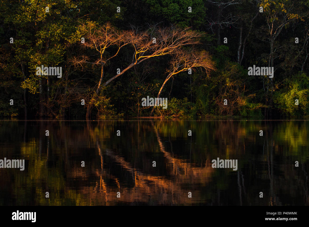 Rio japura hi-res stock photography and images - Alamy