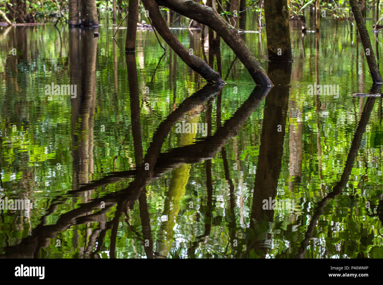 Uarini AM Floresta Floresta Amazônica Floresta Alagada Canal do Rio ...