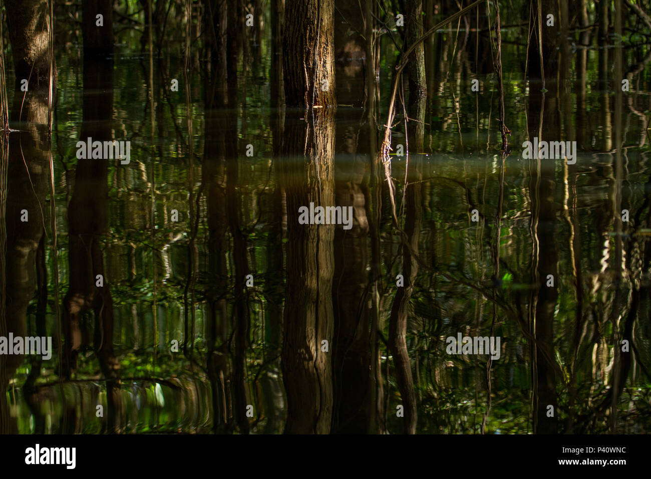 Uarini AM Floresta Floresta Alagada Floresta Amazônica Reserva Mamirauá ...