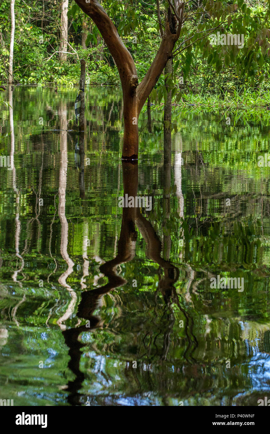 Rio japura hi-res stock photography and images - Alamy