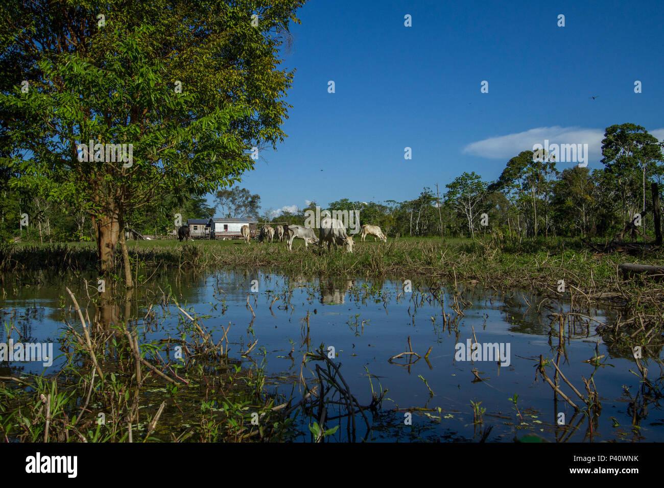 Comunidade ribeirinha na amazonia hi-res stock photography and images ...