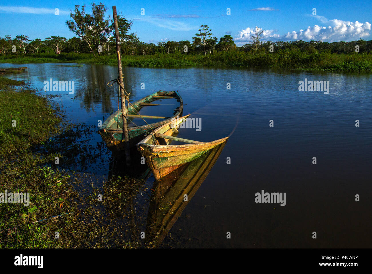 Amazonia uarini hi-res stock photography and images - Alamy