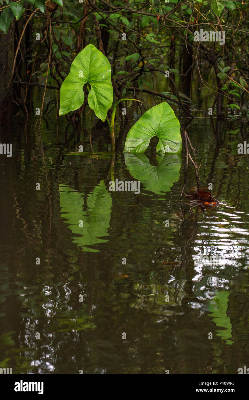 Uarini AM Floresta Floresta Amazônica Floresta Alagada Canal do Rio ...
