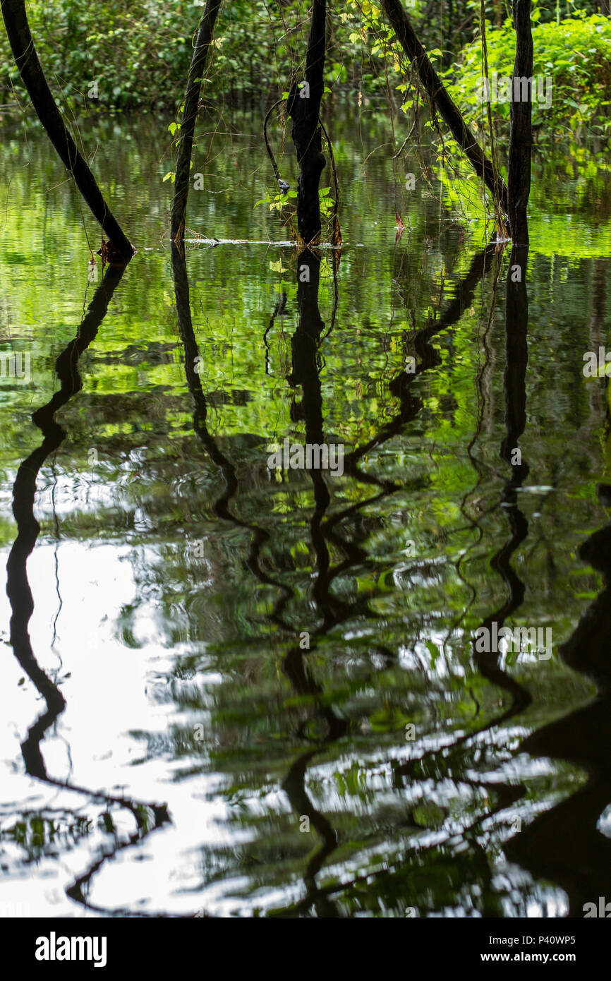 Uarini AM Floresta Floresta Amazônica Floresta Alagada Canal do Rio ...