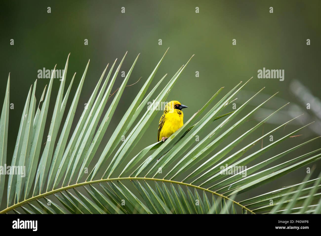 Village Weaver (Ploceus cucullatus), Itala Game Reserve, KwaZulu-Natal ...