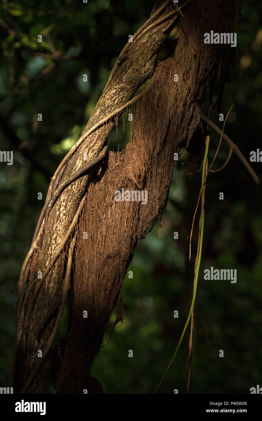 Uarini AM Cipó árvore Floresta Floresta Amazônica Luz Uarini Amazonas ...