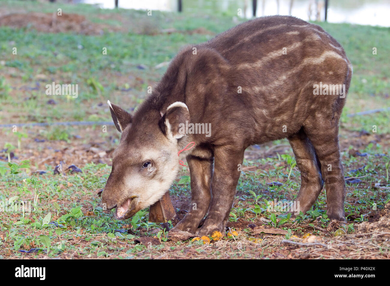 Aquidauana MS Anta Filhote de Anta Tapirus terrestris animal mamífero ...