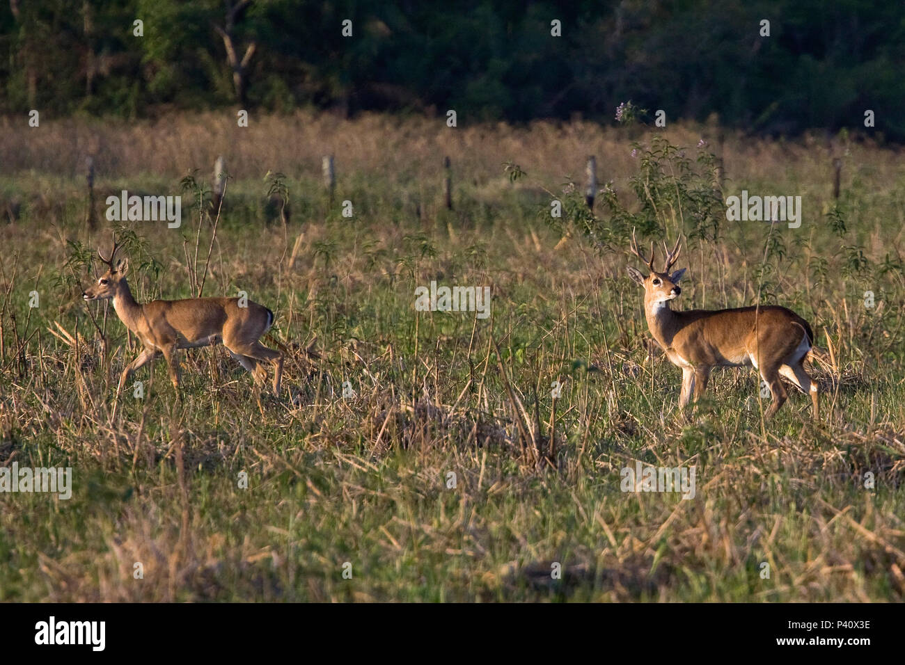 Veado Campeiro mamífero ruminante animal Fauna Natureza Fazenda ...