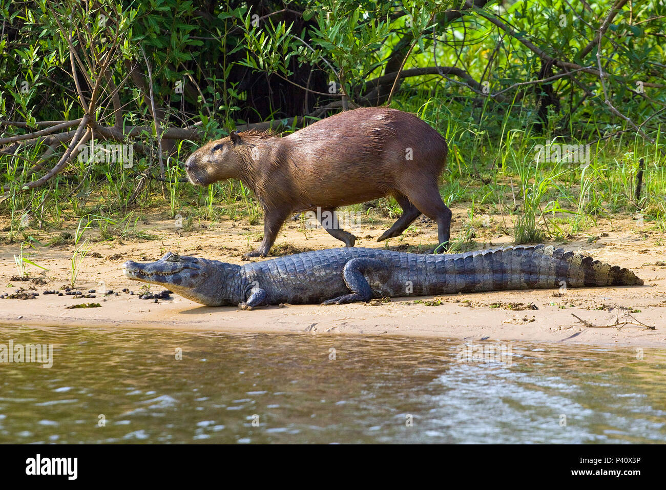 Rio Miranda - MS Capivara Hydrochoerus hydrochaeris Jacaré Jacaré ...