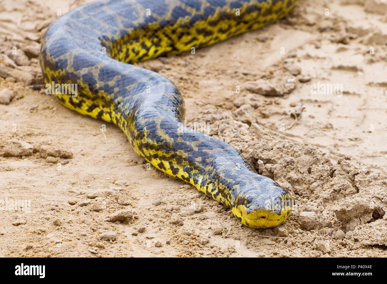 Sucuri amarela hi-res stock photography and images - Alamy