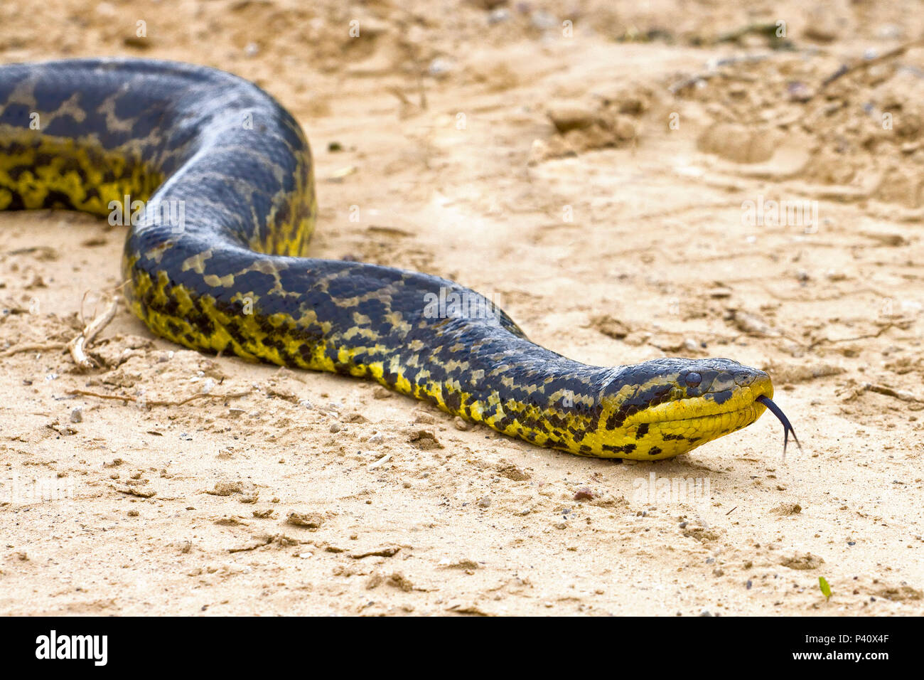 boitiapóia, boiuçu, boiuna, sucuriju, sucurijuba, sucuriú, sucuruju ...