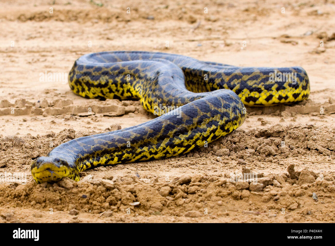 Cobras Do Pantanal Pantanal Wildlife: 7 Reptiles That You Are Likely