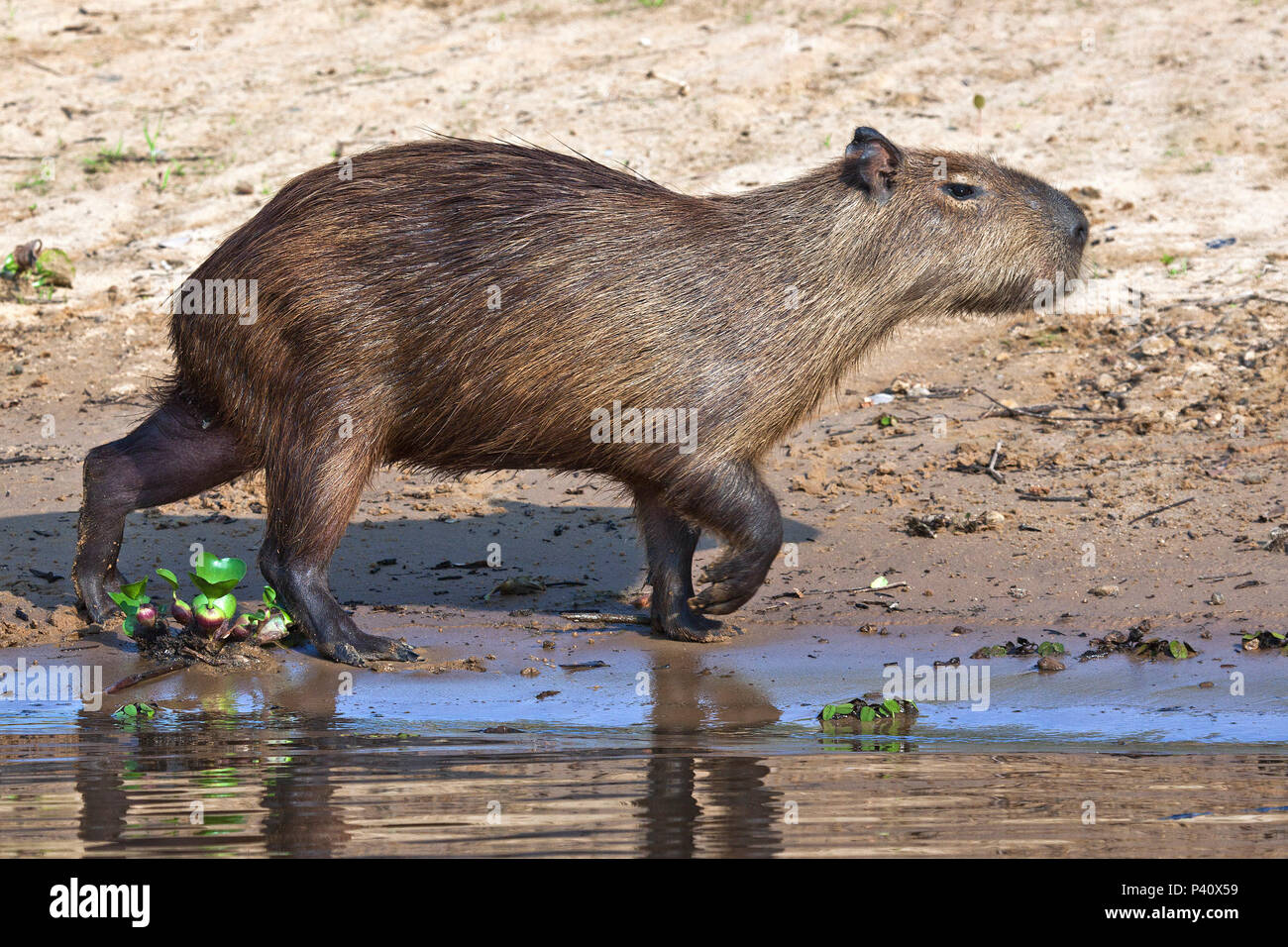 Rio Vermelho - Corumbá - MS Capivara capincho carpincho maior roedor ...