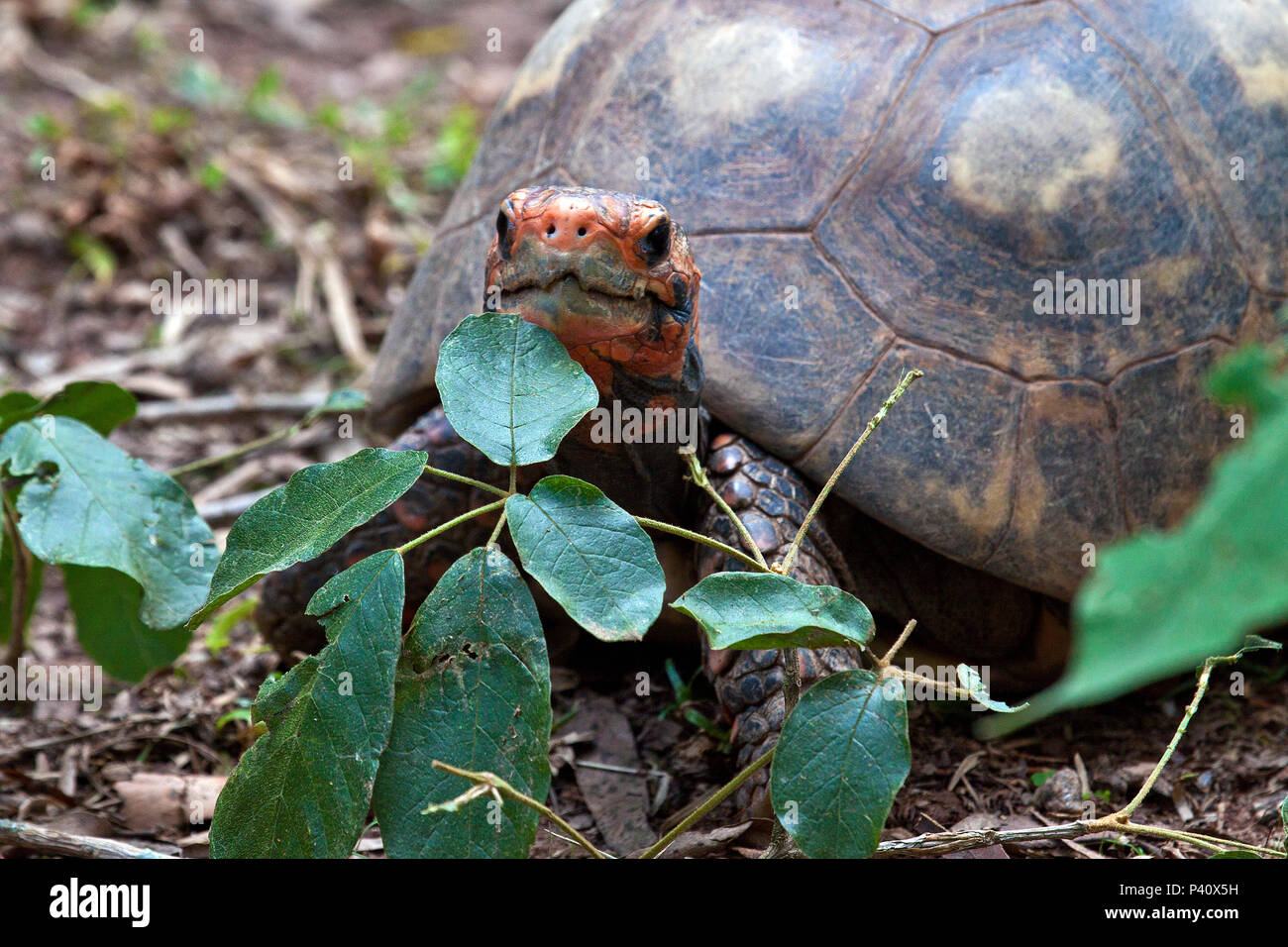 Jabuti animal réptil quadrupede Fauna Natureza Stock Photo - Alamy