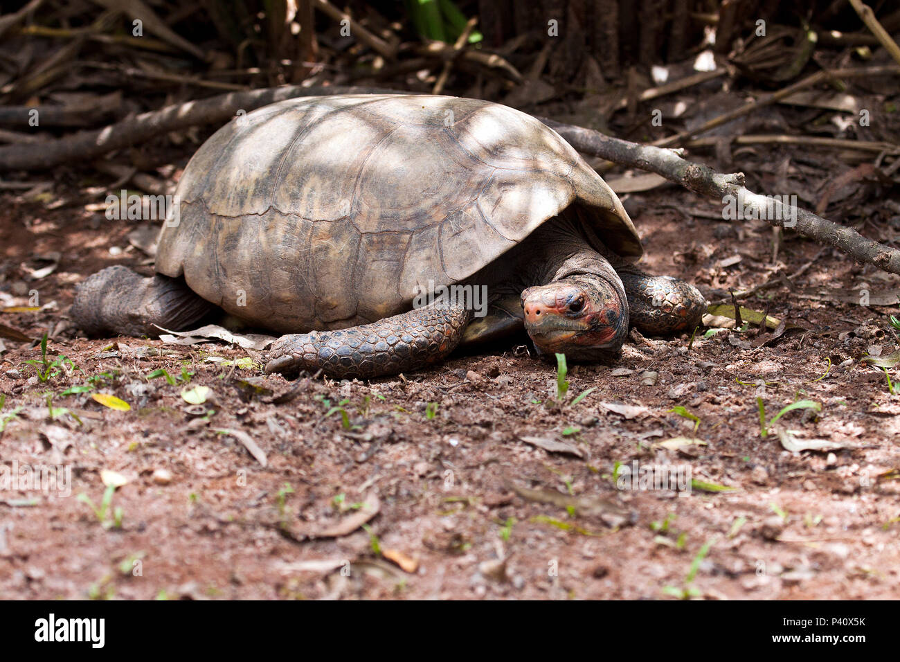 Jabuti animal réptil quadrupede Fauna Natureza Stock Photo - Alamy