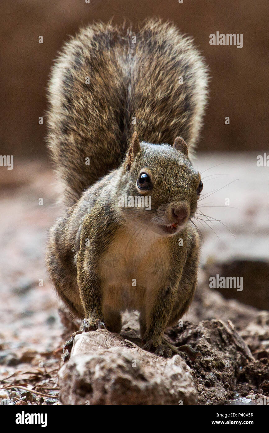 Animal Esquilo Ter Um Esquilo Como Animal De Estimação