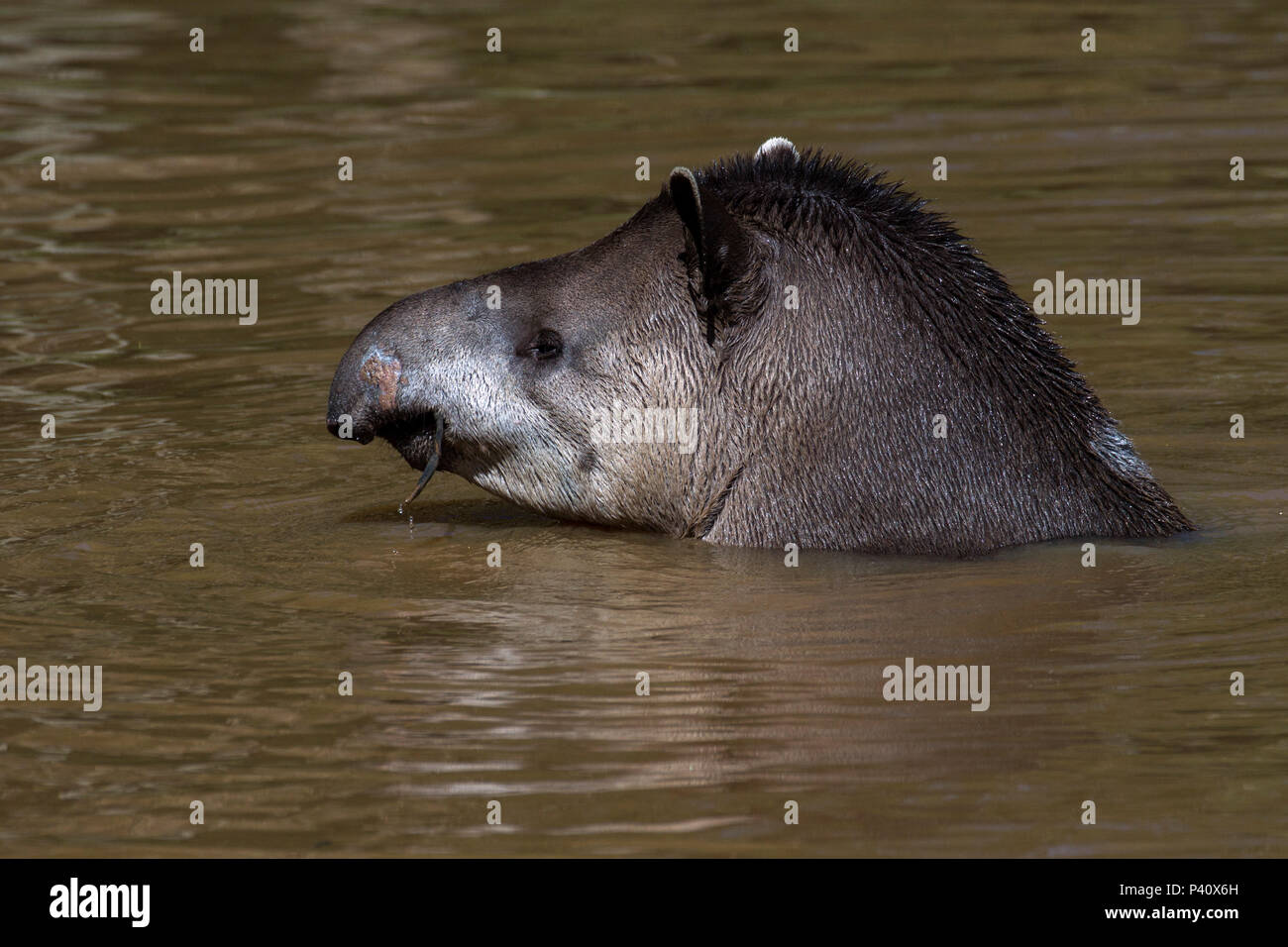 Anta Tapirus terrestris anta-brasileira anta-gameleira anta-sapateira ...