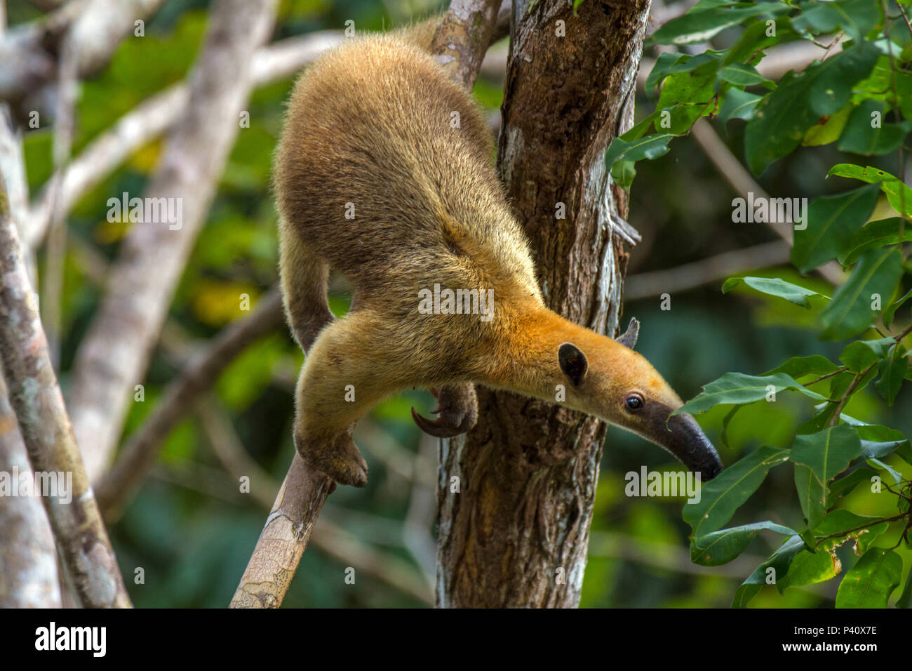 Tamandua mirim hi-res stock photography and images - Alamy