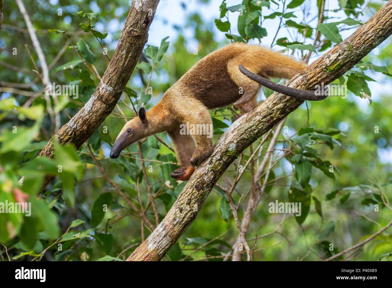 Rio ariau hi-res stock photography and images - Alamy