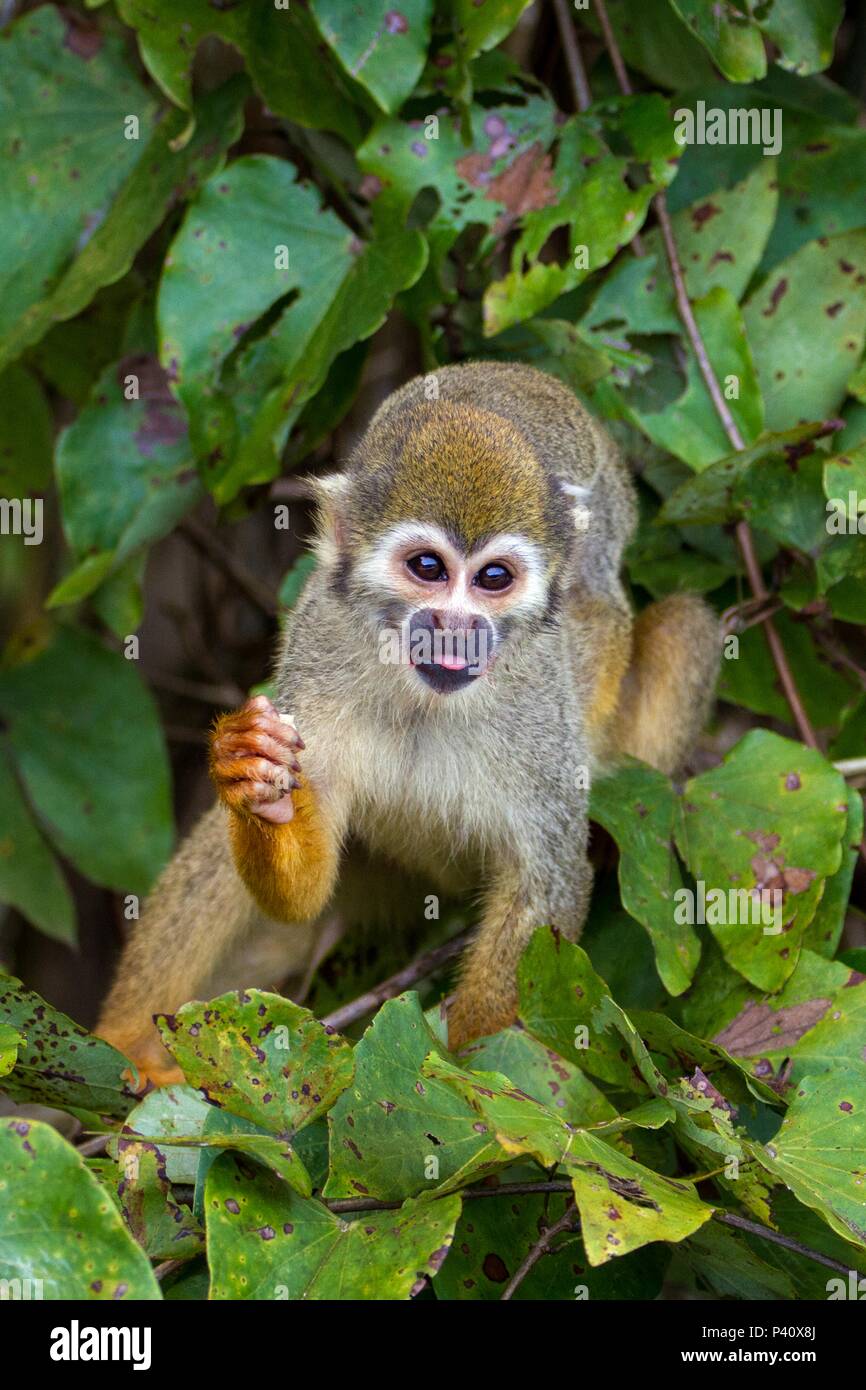 Iranduba - AM Mico-de-cheiro macaco-de-cheiro Saimiri sciureus primata ...
