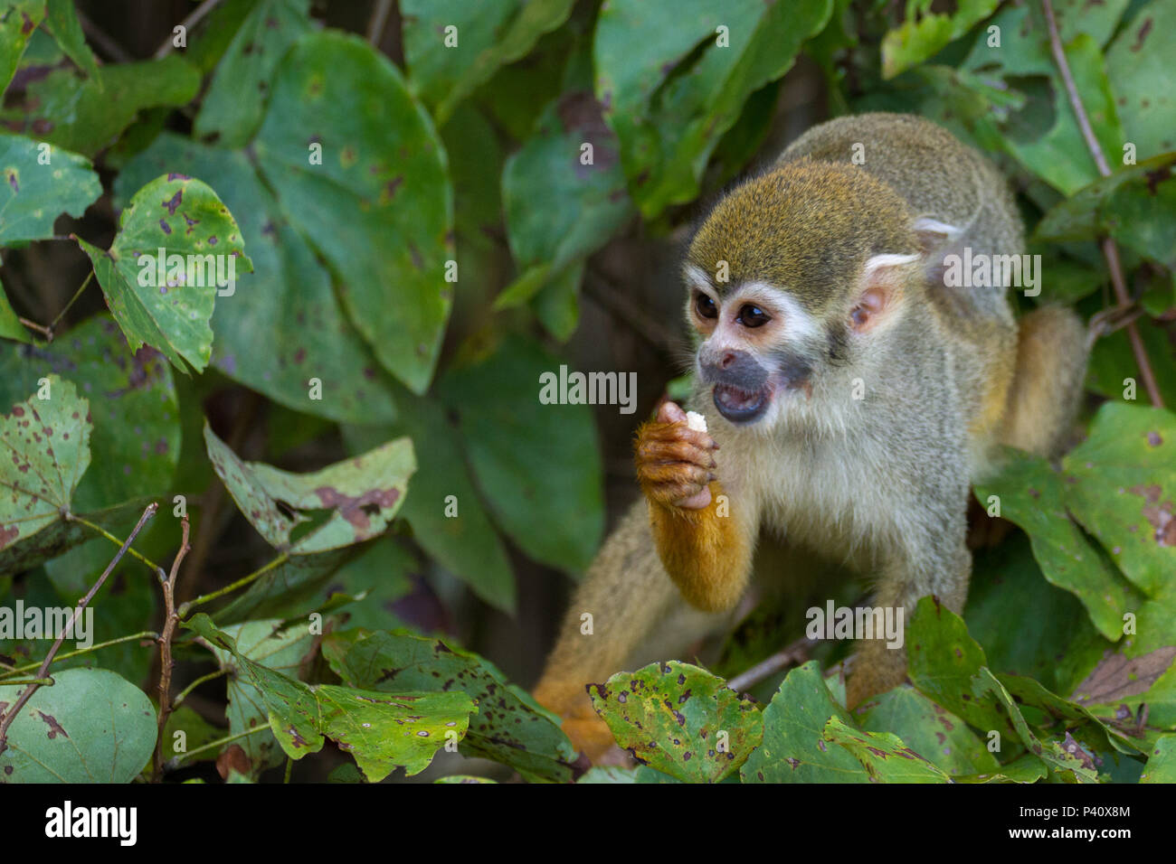 Mico de cheiro hi-res stock photography and images - Alamy